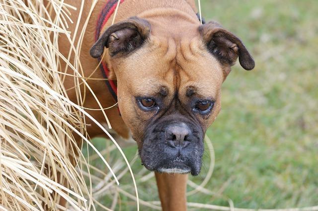 Life Expectancy of Boxer Dogs - Average Boxer Dog Lifespan
