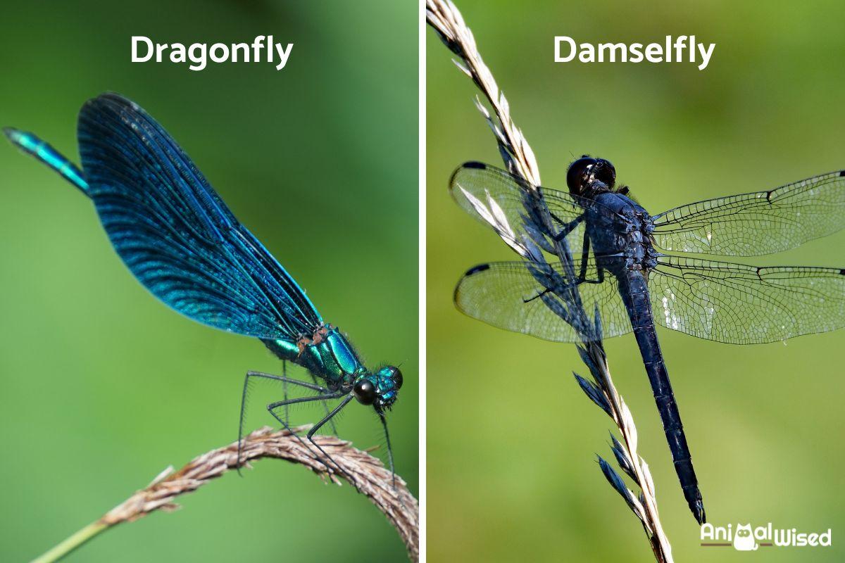 Dragonfly vs. Damselfly - How to Tell Them Apart