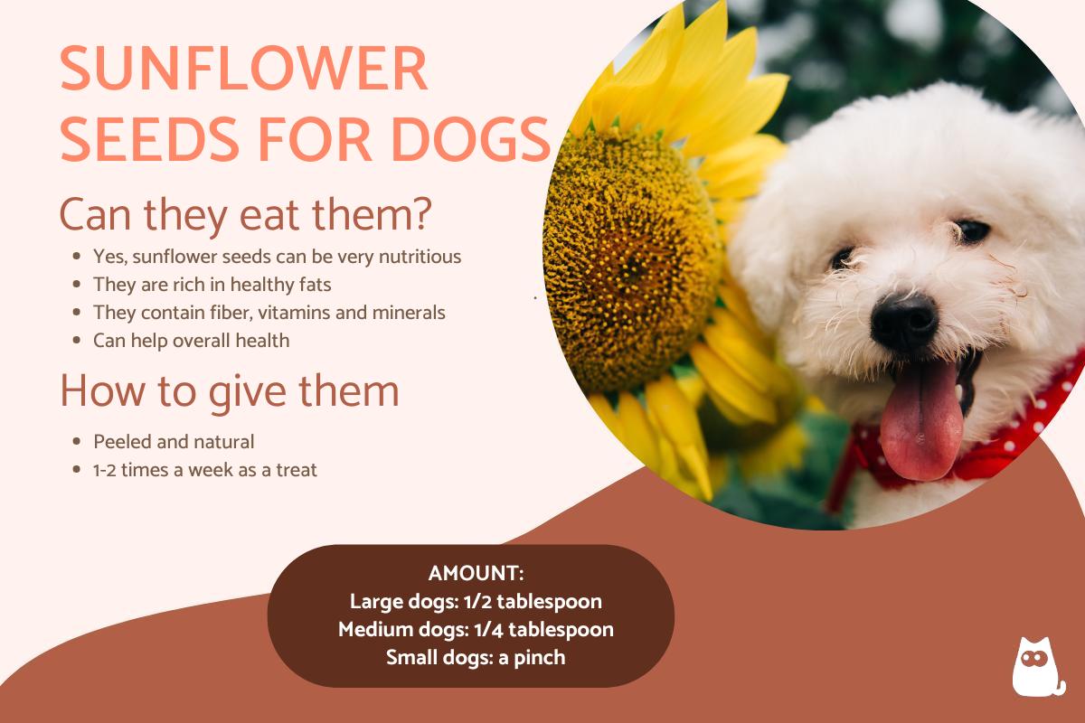 Can Dogs Have Sunflower Seeds? - Benefits and How to Give Them
