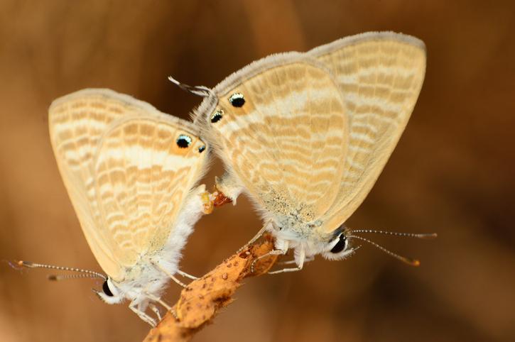 How Are Butterflies Born? - Butterfly Life Cycle, Reproduction & More