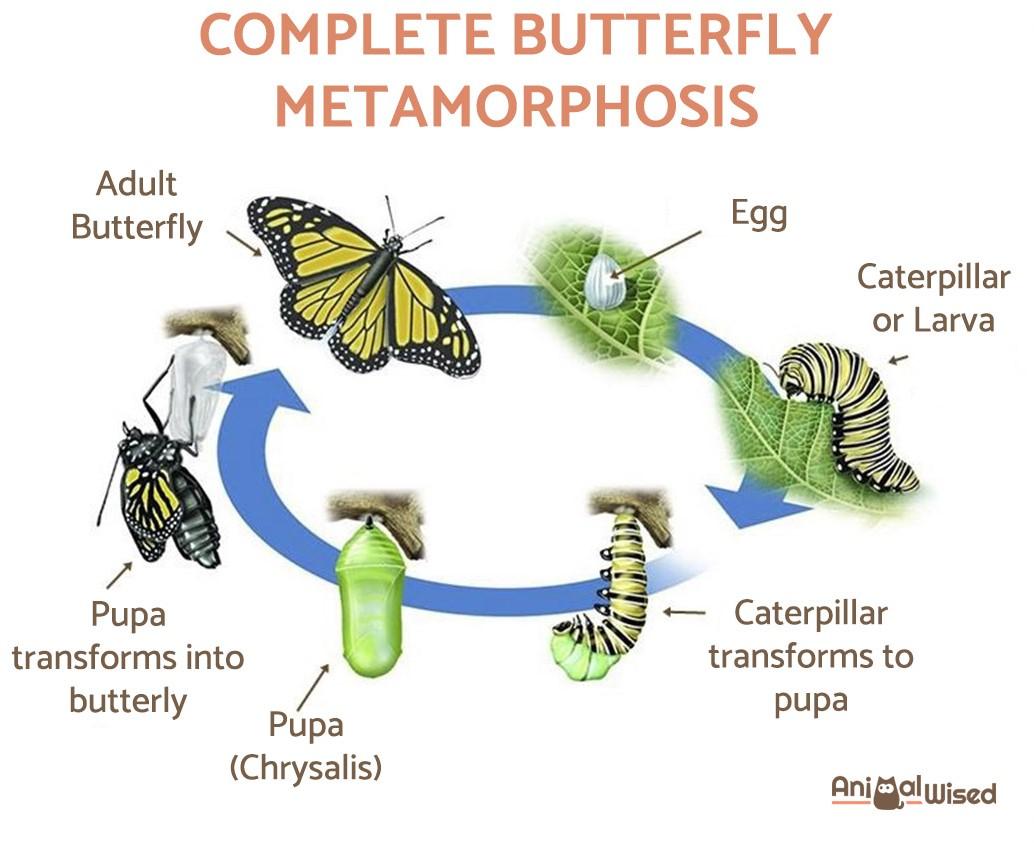 How Are Butterflies Born? - Butterfly Life Cycle, Reproduction & More