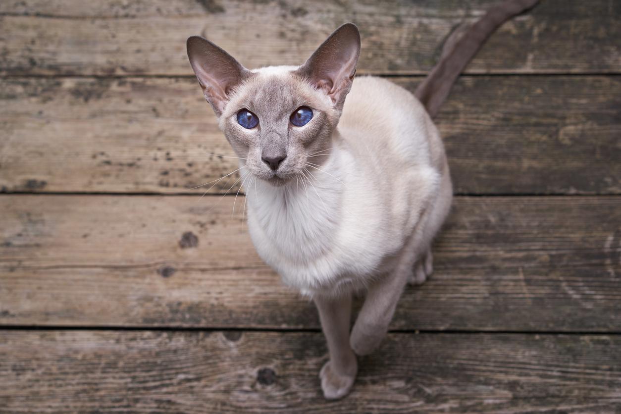 Top 10 Unique Cat Breeds - List with Pictures