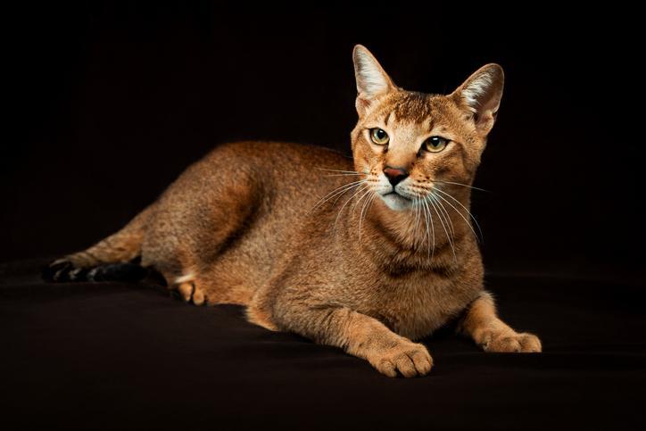 Top 10 Unique Cat Breeds - List with Pictures