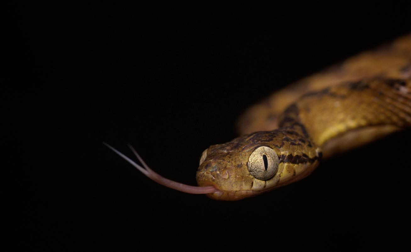 Non-Venomous Snakes in India