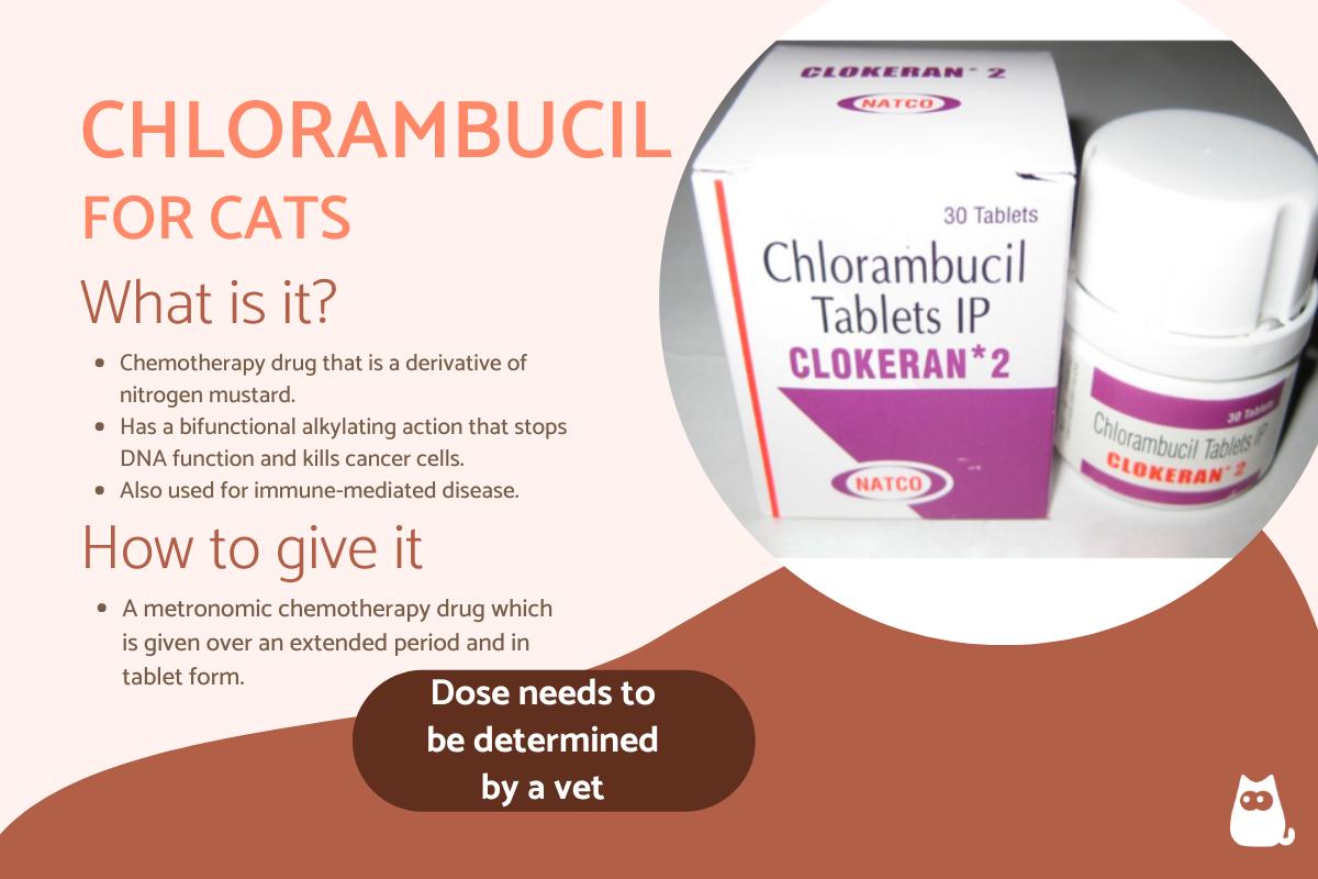 Chlorambucil for Cats - Uses, Dose, Side Effects and Cost