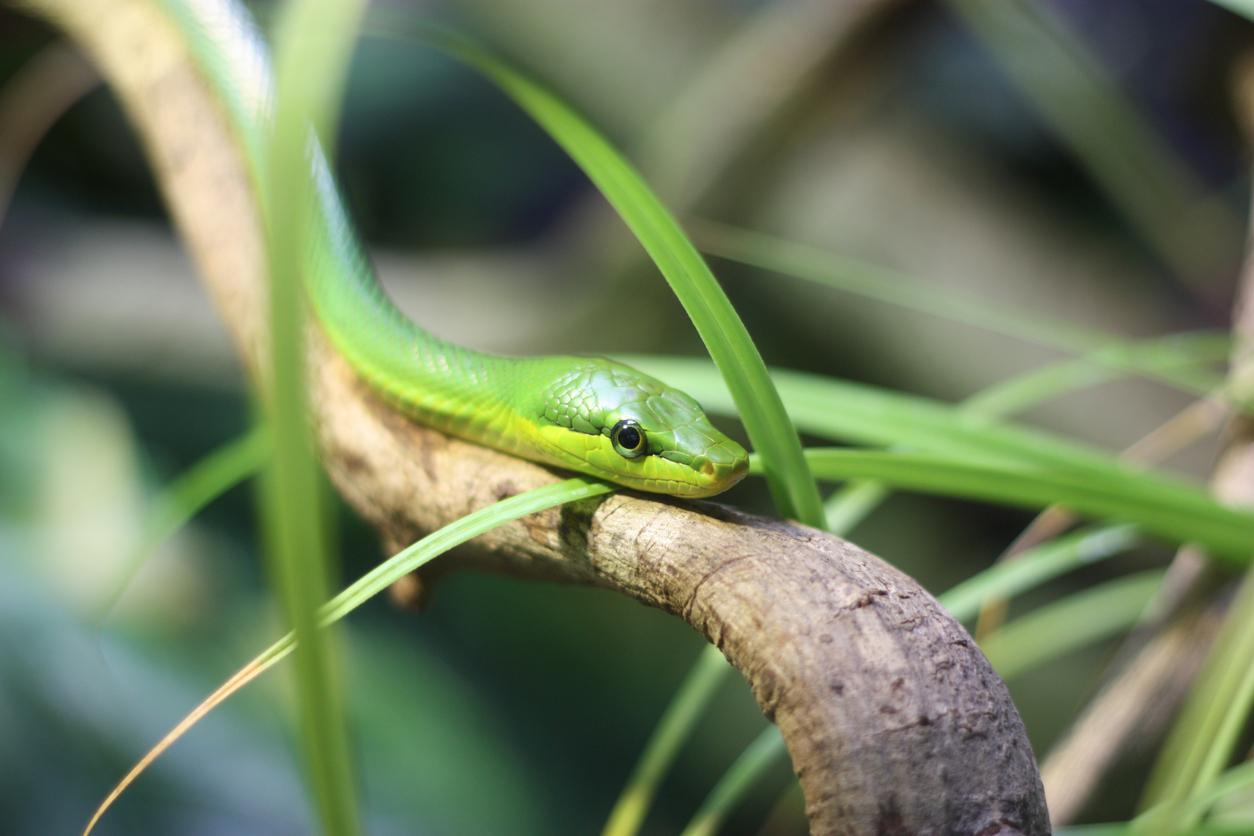 Non-Venomous Snakes in India