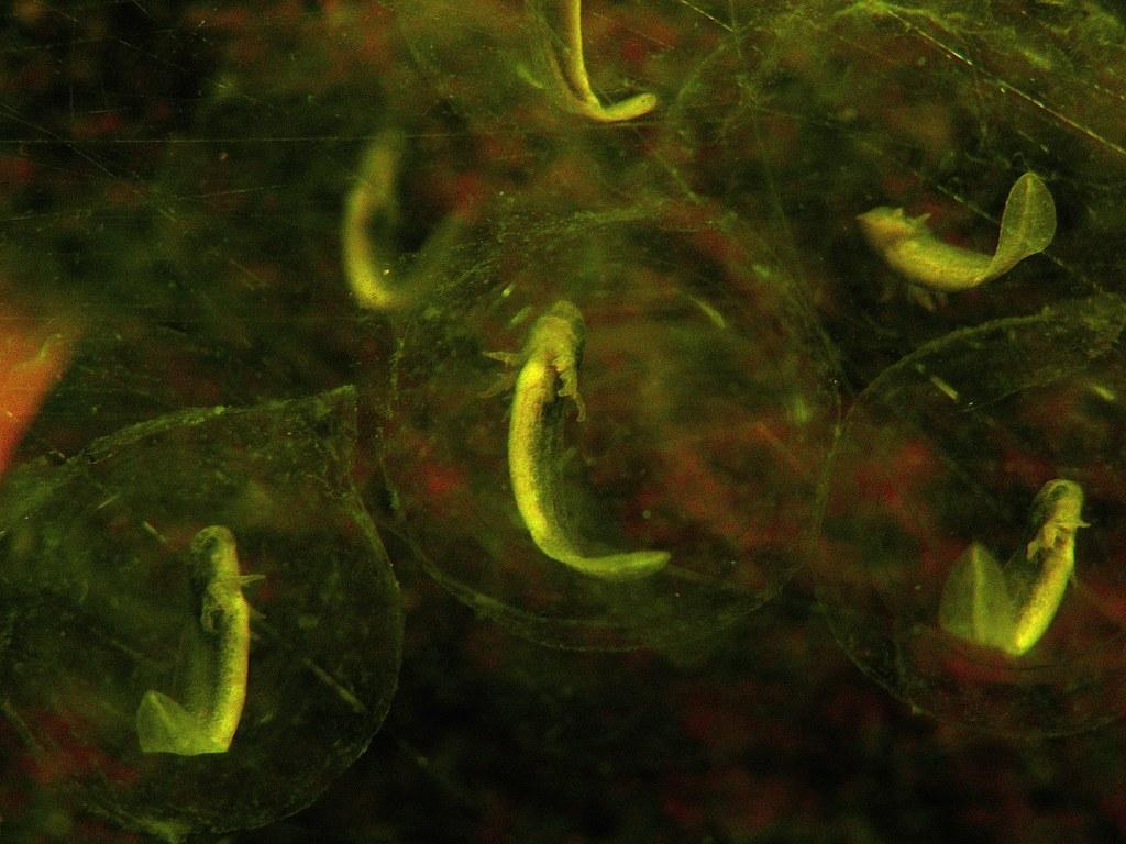 Axolotl Reproduction - Mating, Developmental Stages and Metamorphosis