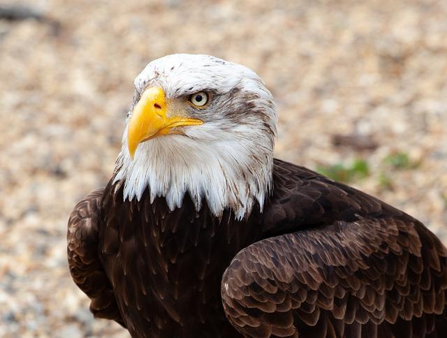 10+ Types of Eagles - Different Eagle Species with Photos