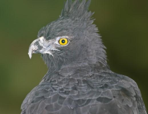 10+ Types of Eagles - Different Eagle Species with Photos