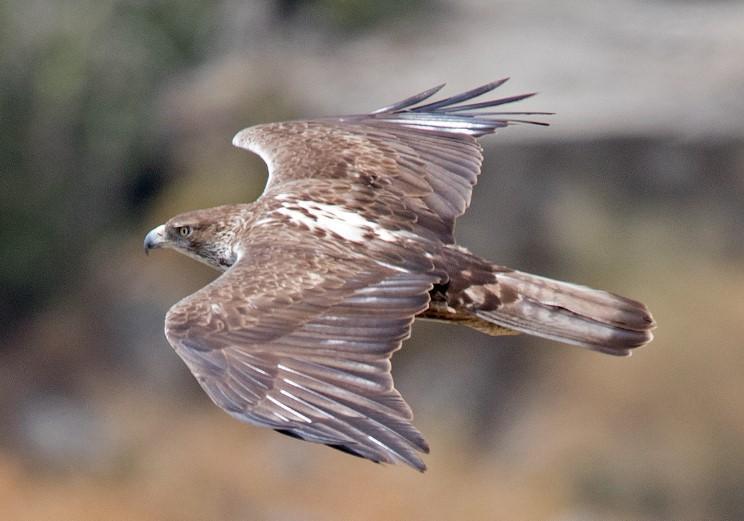 10+ Types of Eagles - Different Eagle Species with Photos