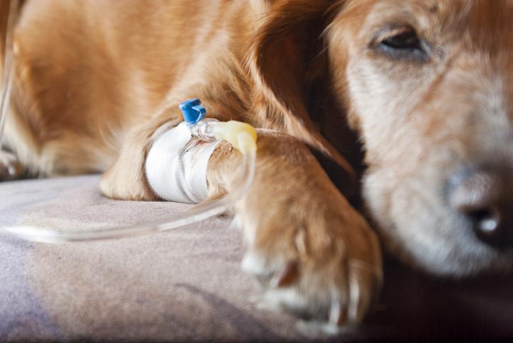 Different Types of Tumors in Dogs - Benign and Malignant Canine Tumors