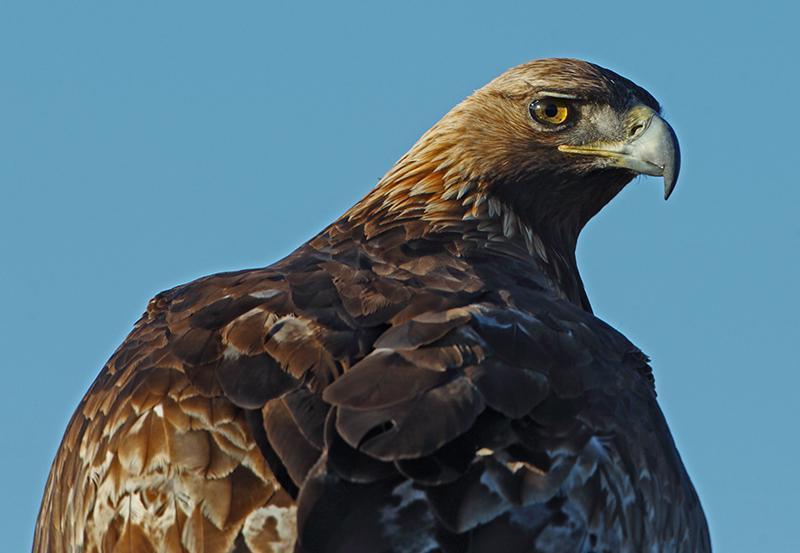 10+ Types of Eagles - Different Eagle Species with Photos