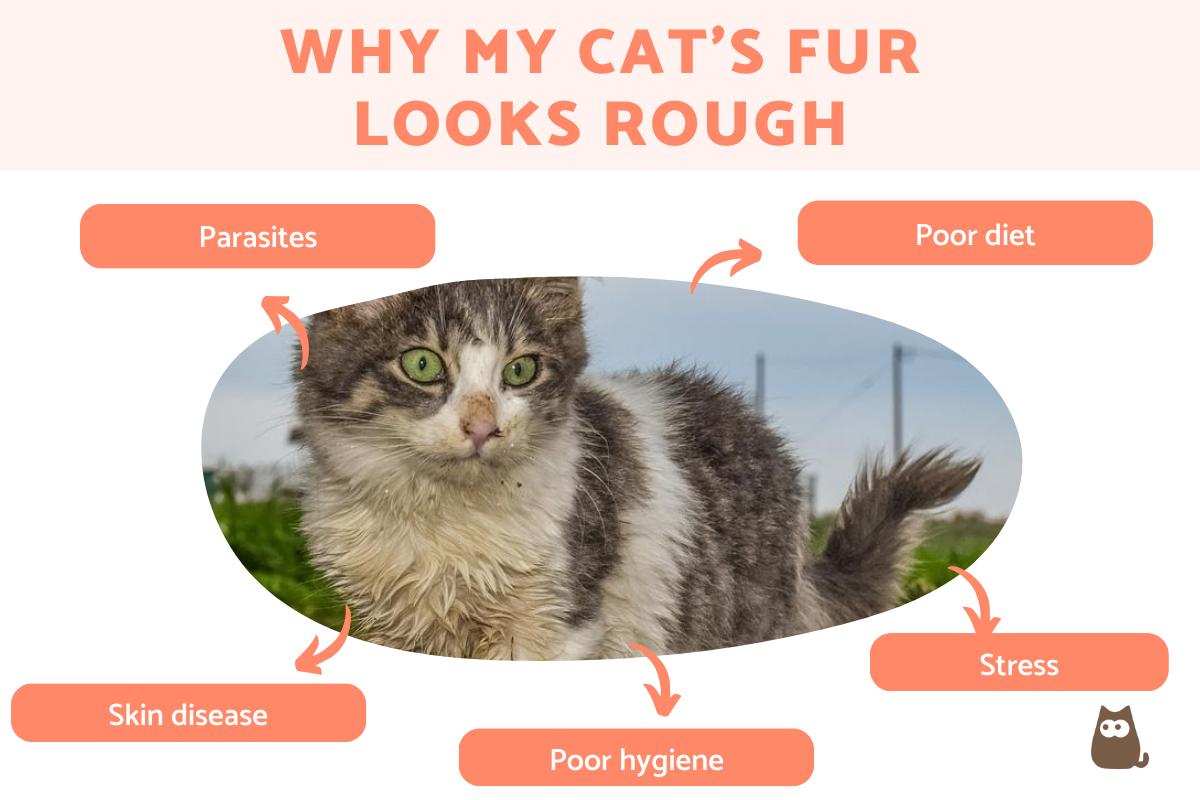 My Cat's Fur Looks Rough - Causes Of Dull Cat Coat
