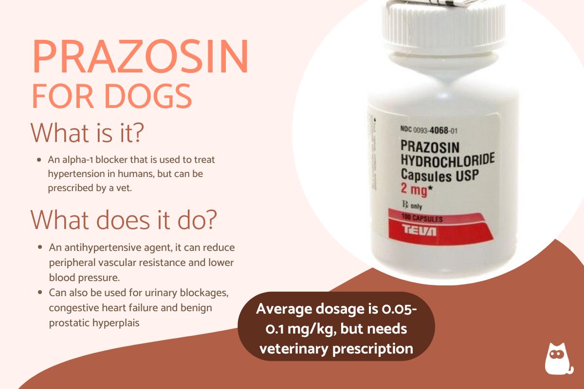 Prazosin for Dogs - Dosage, Uses and Side Effects