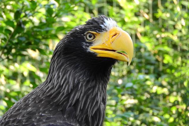 10+ Types of Eagles - Different Eagle Species with Photos