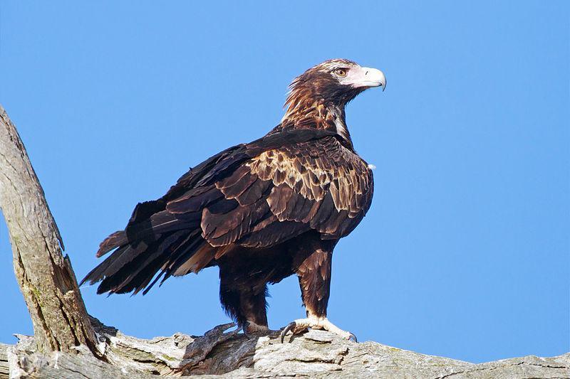 10+ Types of Eagles - Different Eagle Species with Photos