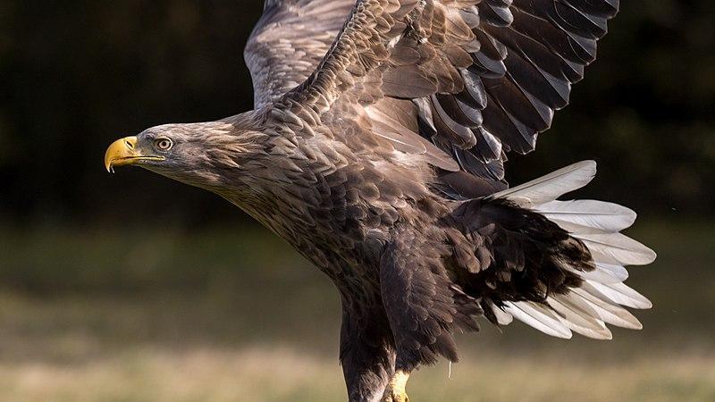 10+ Types of Eagles - Different Eagle Species with Photos