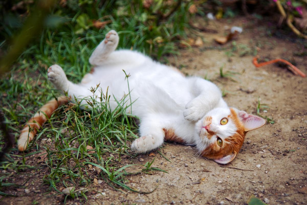 Why Does My Cat Flop Down When They See Me? - 5 Main Reasons