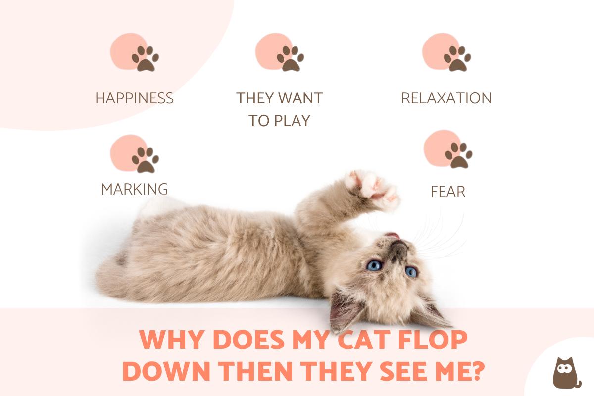 Why Does My Cat Flop Down When They See Me? - 5 Main Reasons