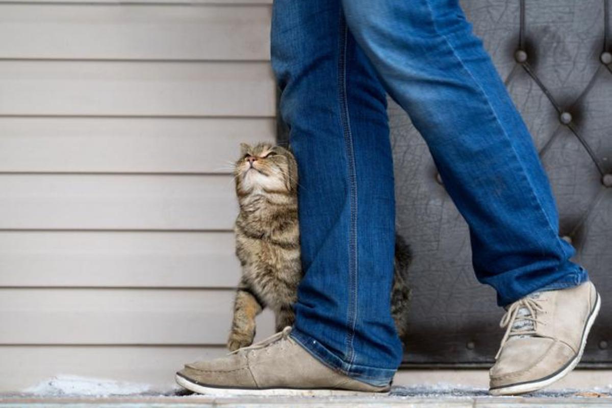 How Do I Know If My Cat Trusts Me? - 7 Signs a Cat Trusts You