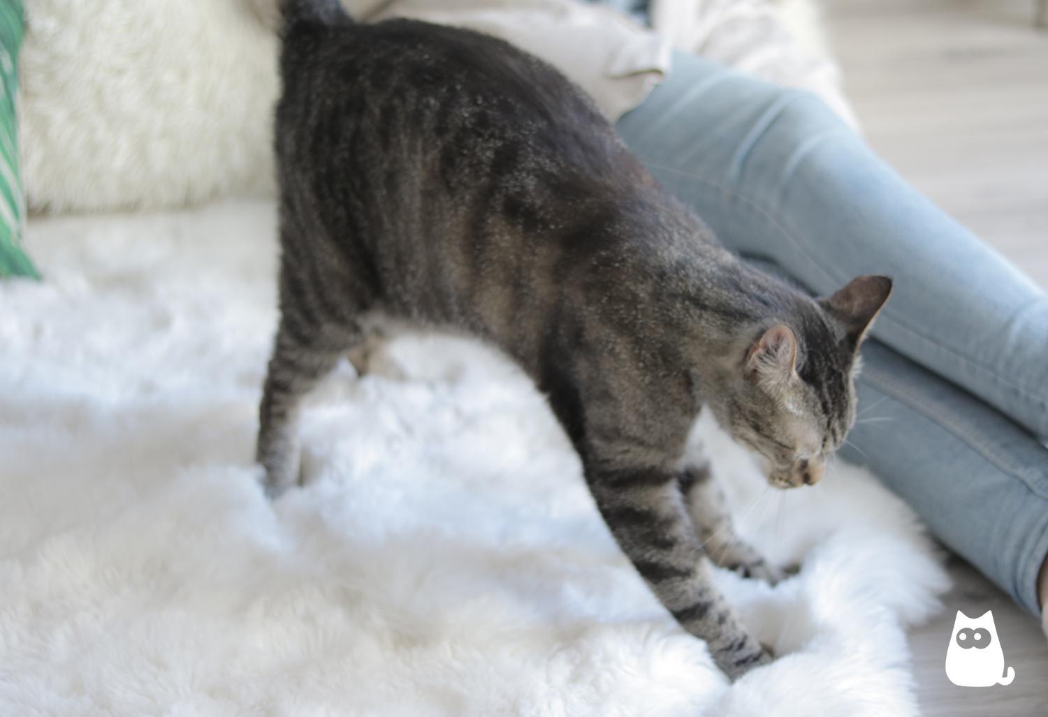 How Do I Know If My Cat Trusts Me? - 7 Signs a Cat Trusts You
