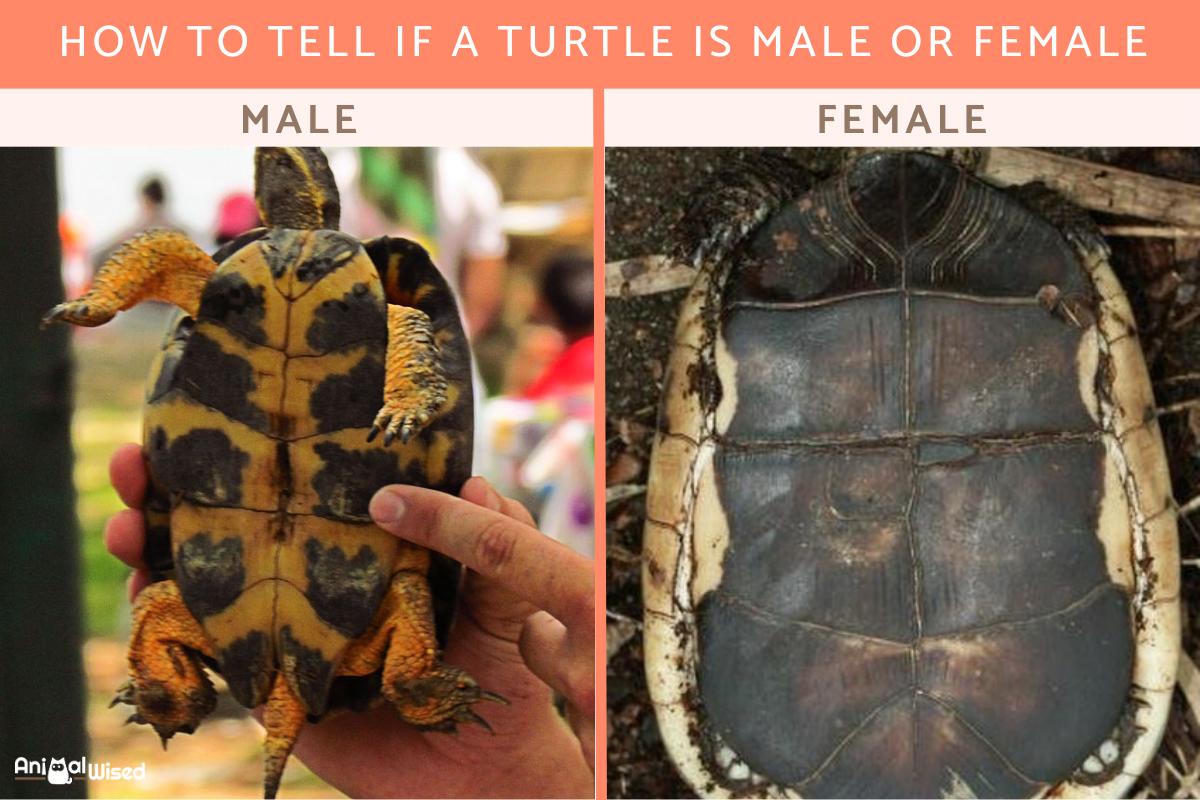 How to Tell if a Turtle Is Male or Female - Turtle Sexing