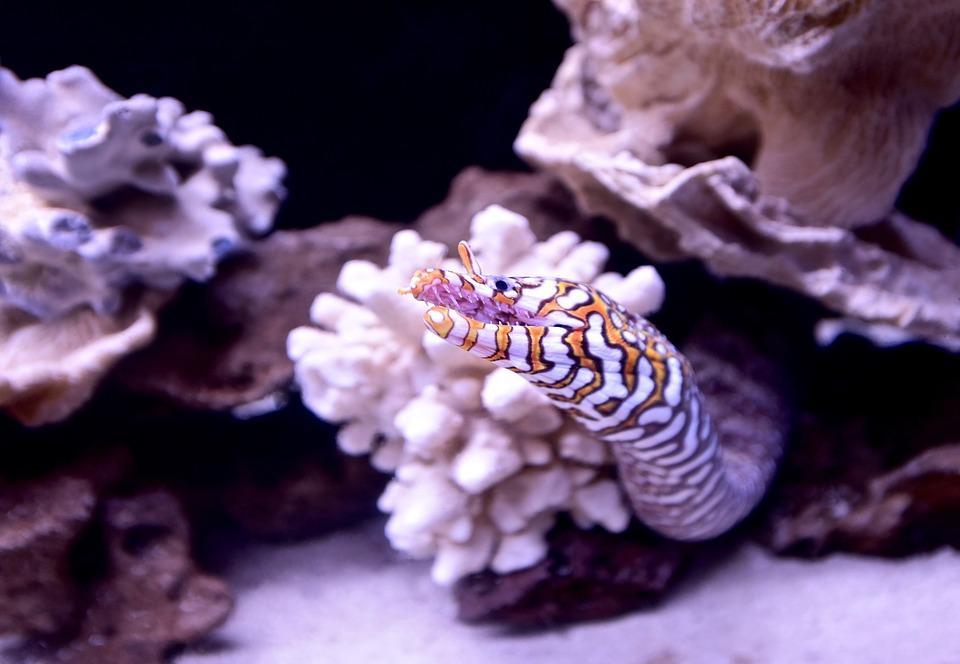 How Do Fish Reproduce? - A Complete Guide