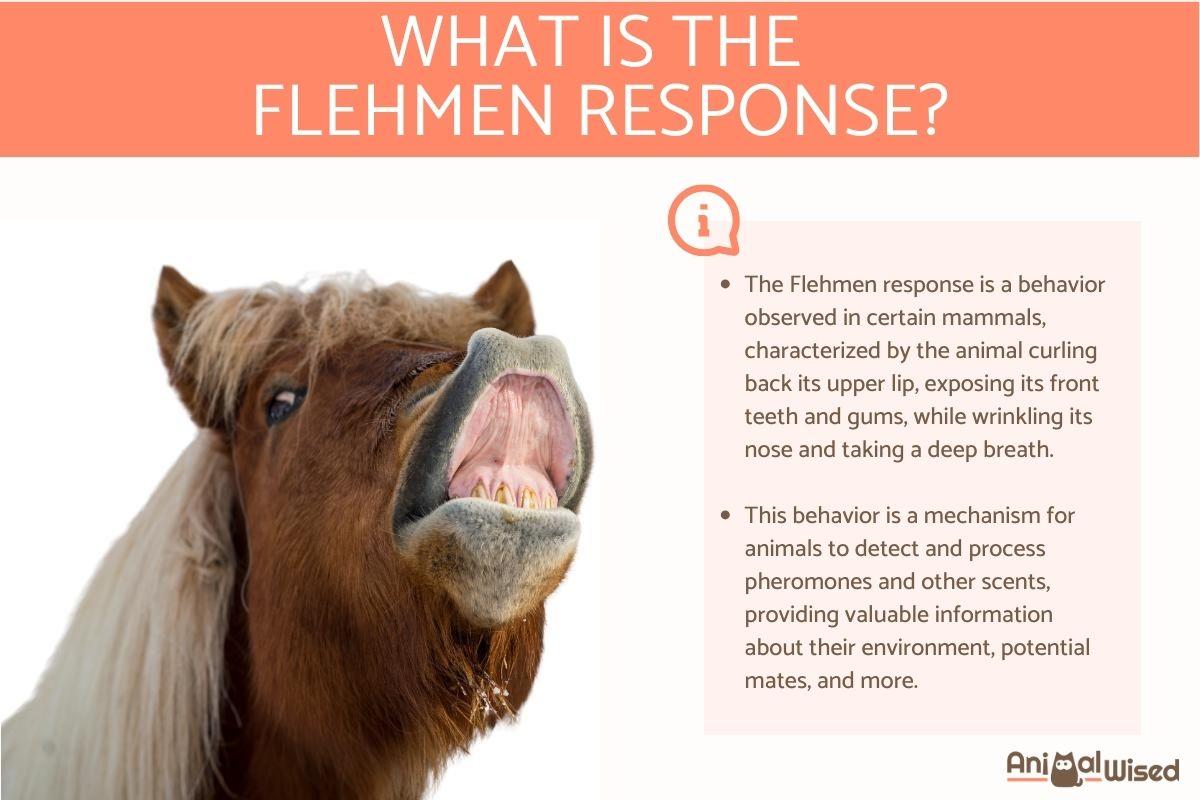The Flehmen Response or Flehmen Position - What It Is, How It Works ...