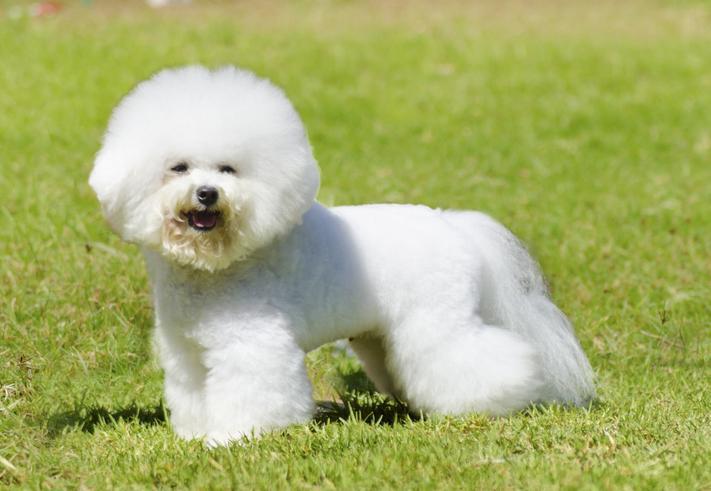 8 Dog Breeds That Look Like a Sheep - With Photos