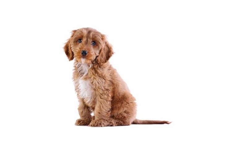 8 Dog Breeds That Look Like a Sheep - With Photos