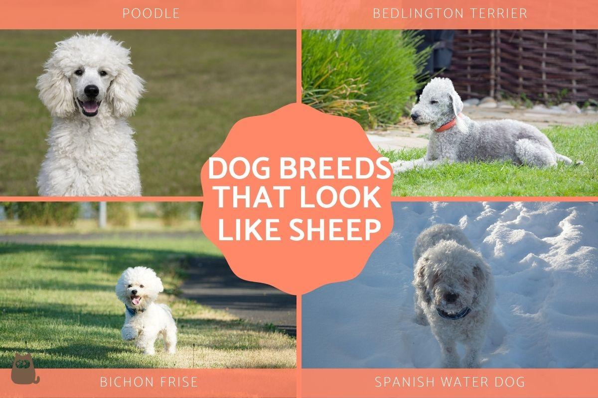 8 Dog Breeds That Look Like a Sheep - With Photos
