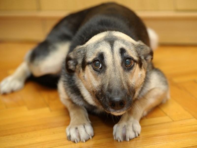 Why is my Dog Pooping in the House Suddenly? - 6 REASONS why!