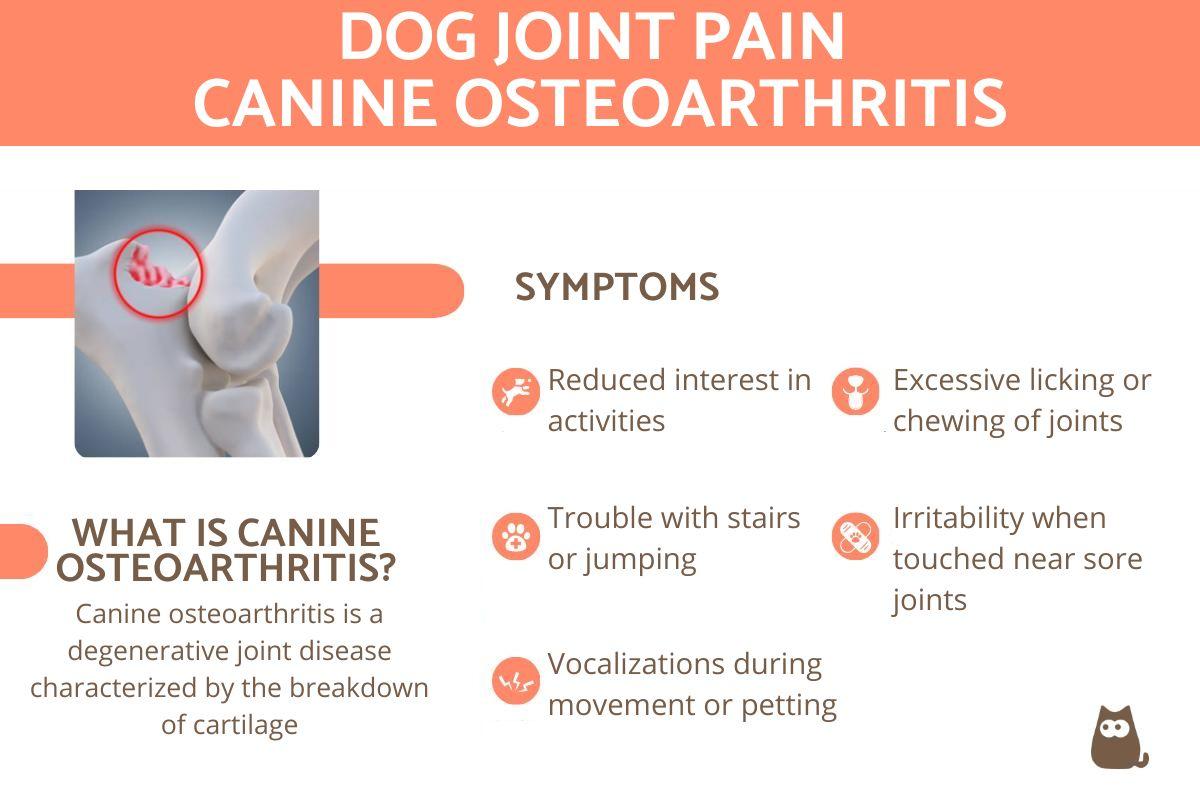 Dog Joint Pain - Symptoms, Causes & Treatment Options