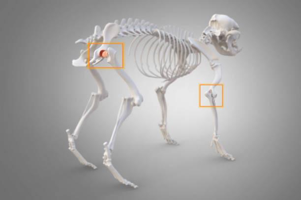 Dog Joint Pain - Symptoms, Causes & Treatment Options