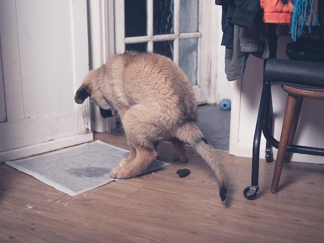 Why is my Dog Pooping in the House Suddenly? - 6 REASONS why!