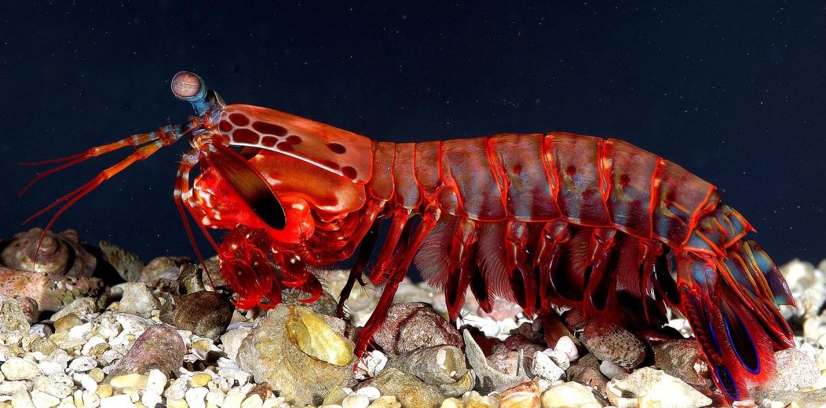 Crustacean Molting - A Look Inside Crustacean Growth