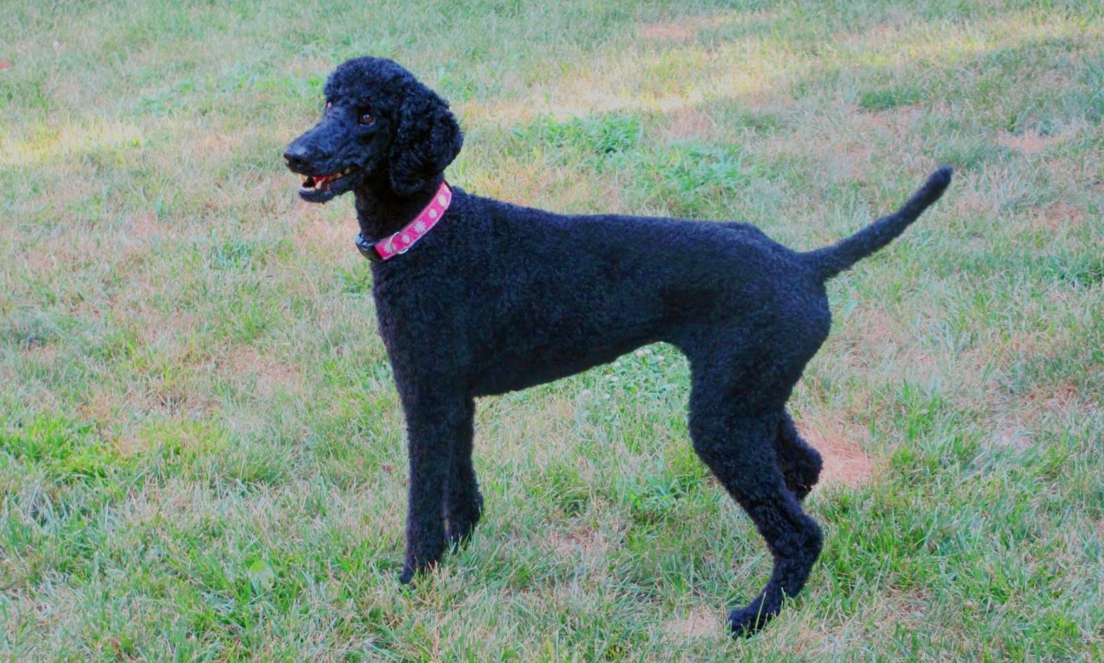 11 Poodle Cuts - Haircuts for Poodles With Styles and Photos