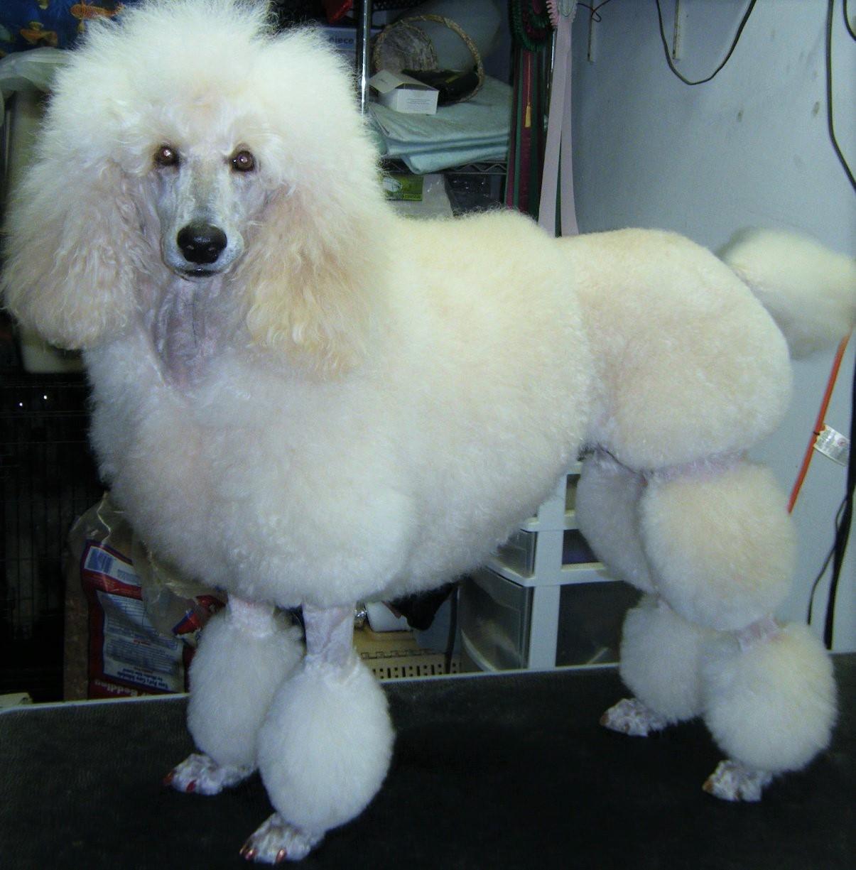 11 Poodle Cuts - Haircuts for Poodles With Styles and Photos