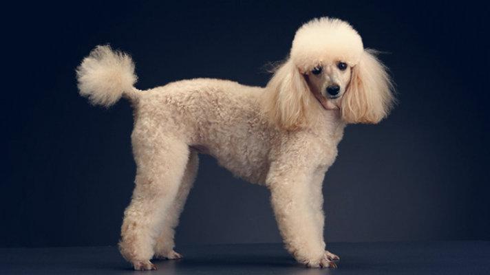 11 Poodle Cuts - Haircuts for Poodles With Styles and Photos