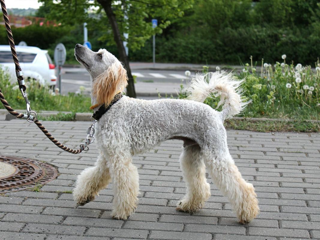 11 Poodle Cuts - Haircuts for Poodles With Styles and Photos