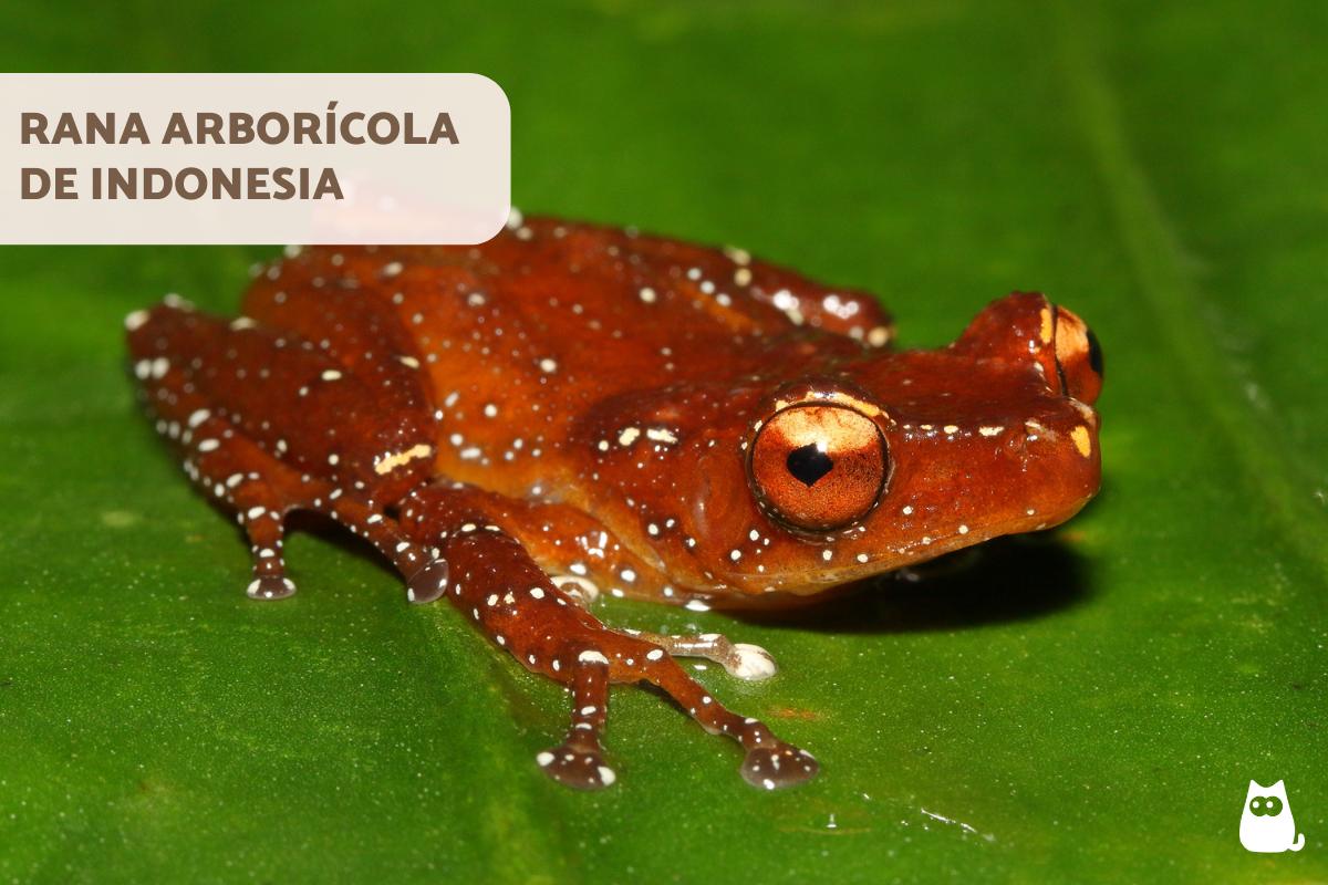 30 Iconic Indonesian Animals - Photos and Facts