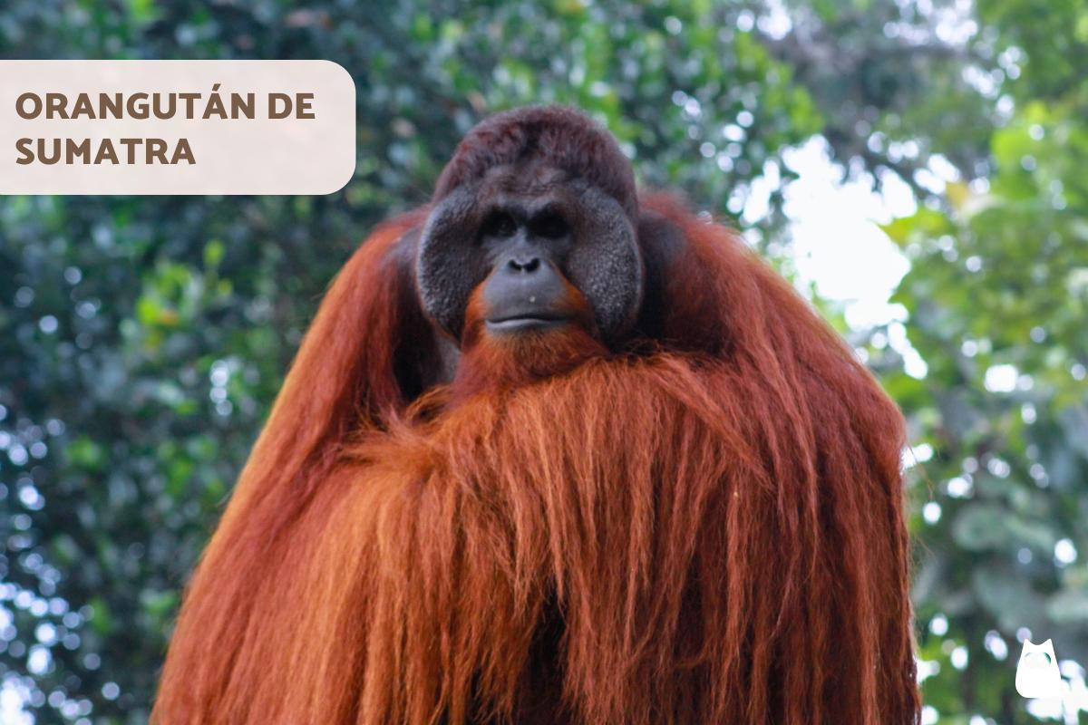 30 Iconic Indonesian Animals - Photos and Facts