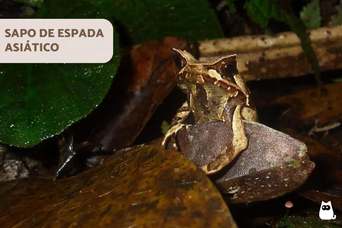 30 Iconic Indonesian Animals - Photos and Facts