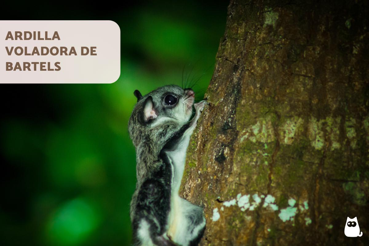 30 Iconic Indonesian Animals - Photos and Facts