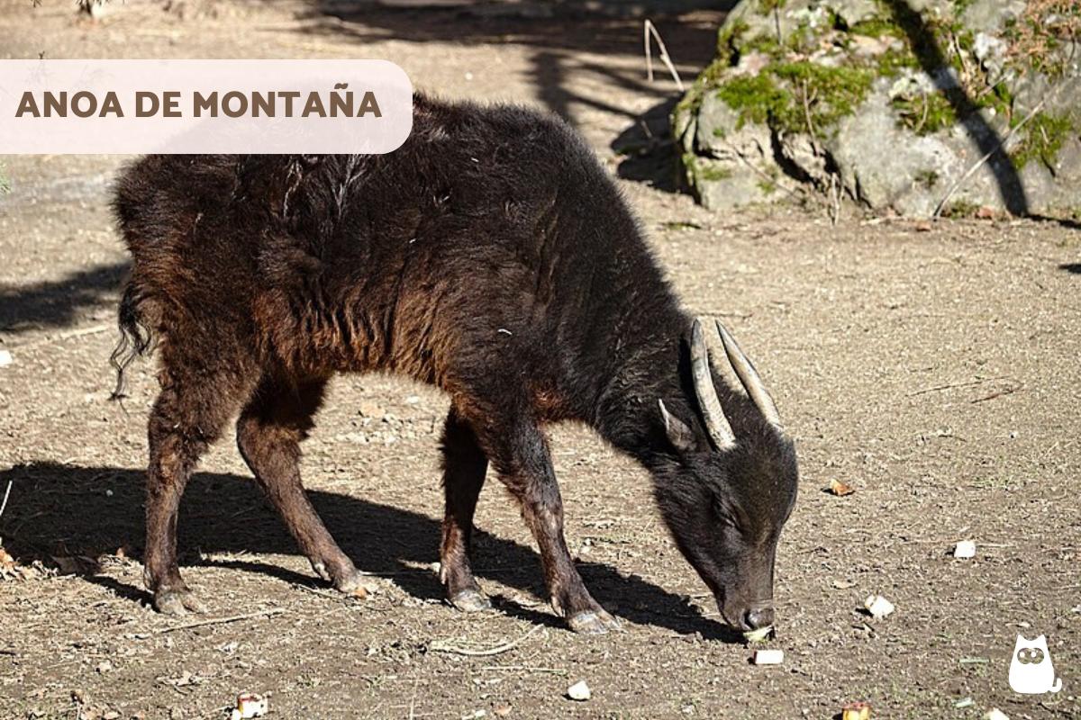 30 Iconic Indonesian Animals - Photos and Facts