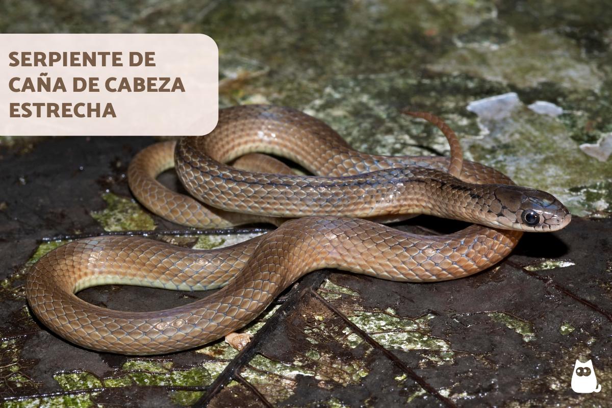 30 Iconic Indonesian Animals - Photos and Facts