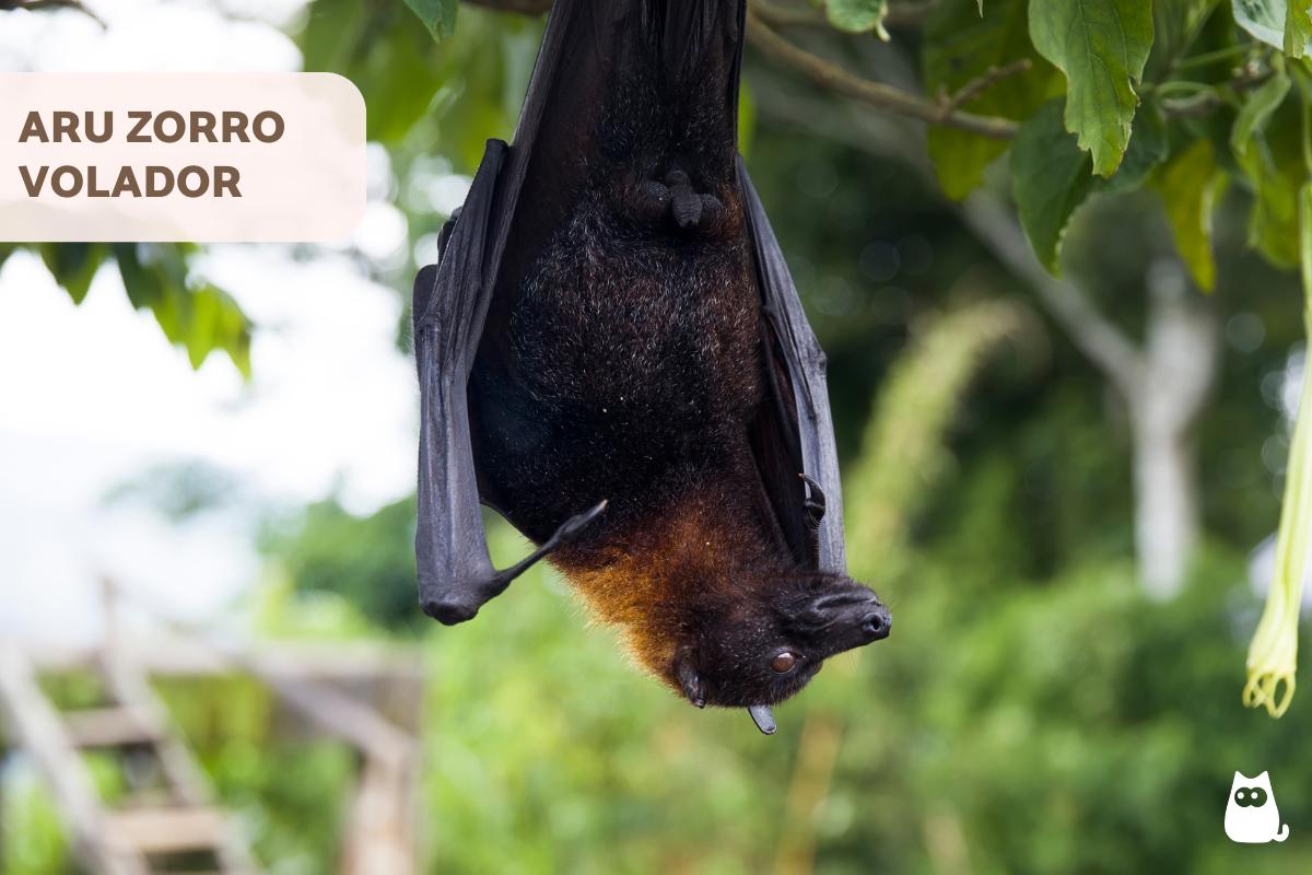 30 Iconic Indonesian Animals - Photos and Facts