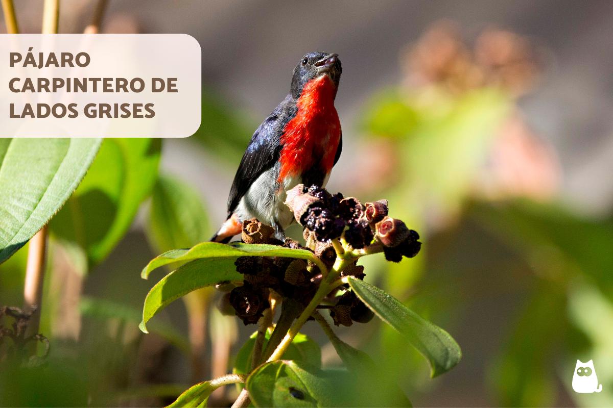 30 Iconic Indonesian Animals - Photos and Facts