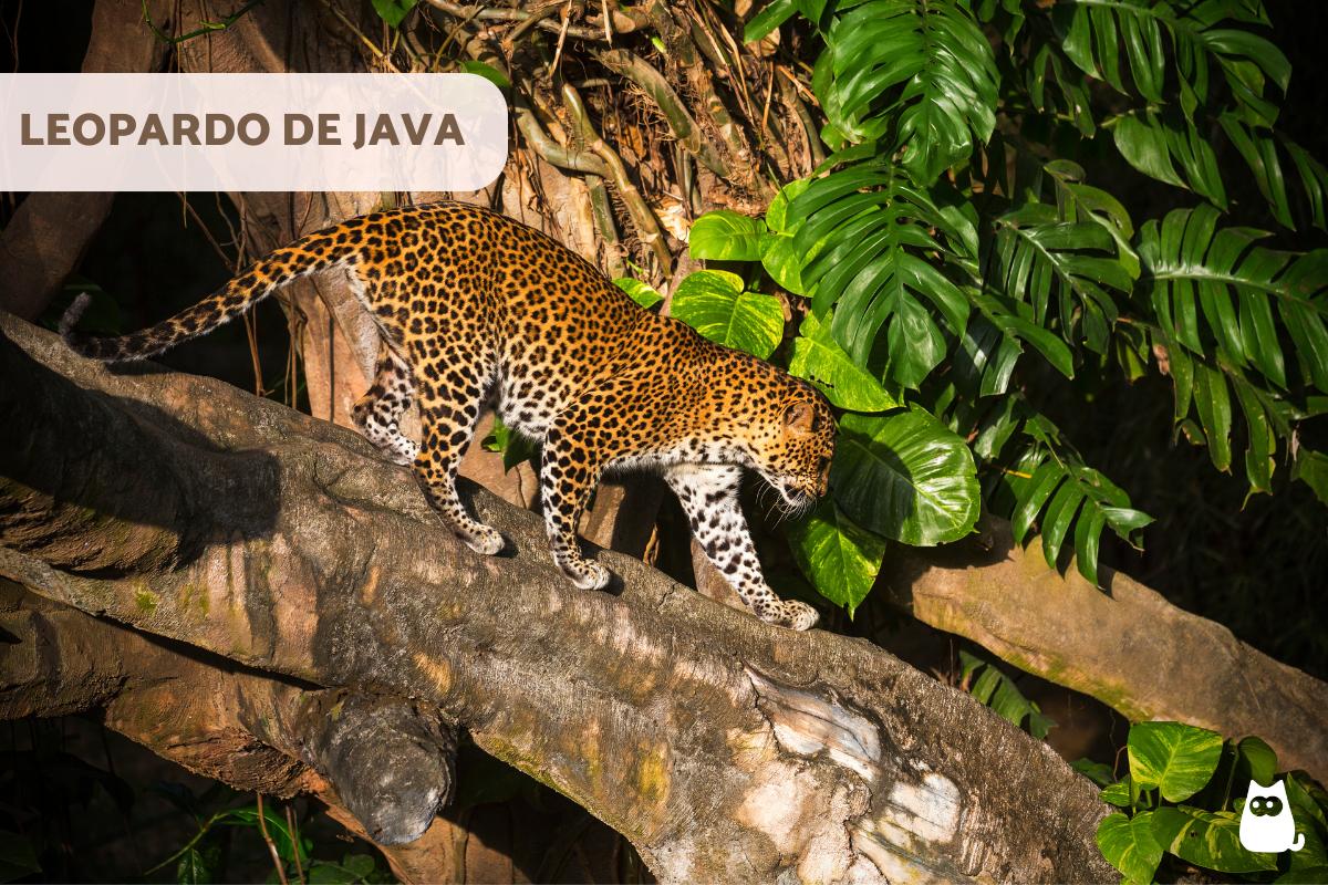 30 Iconic Indonesian Animals - Photos and Facts