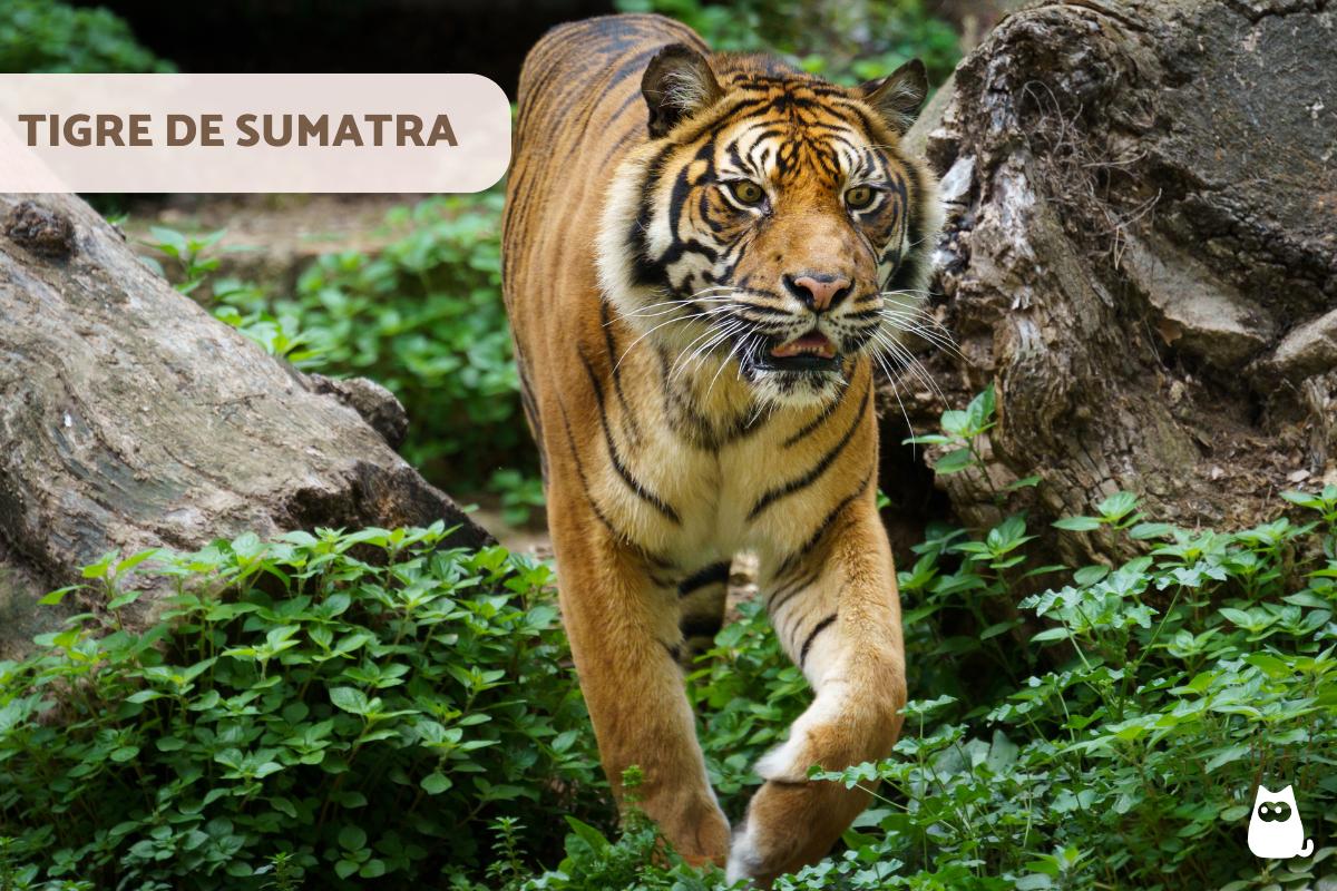 30 Iconic Indonesian Animals - Photos and Facts